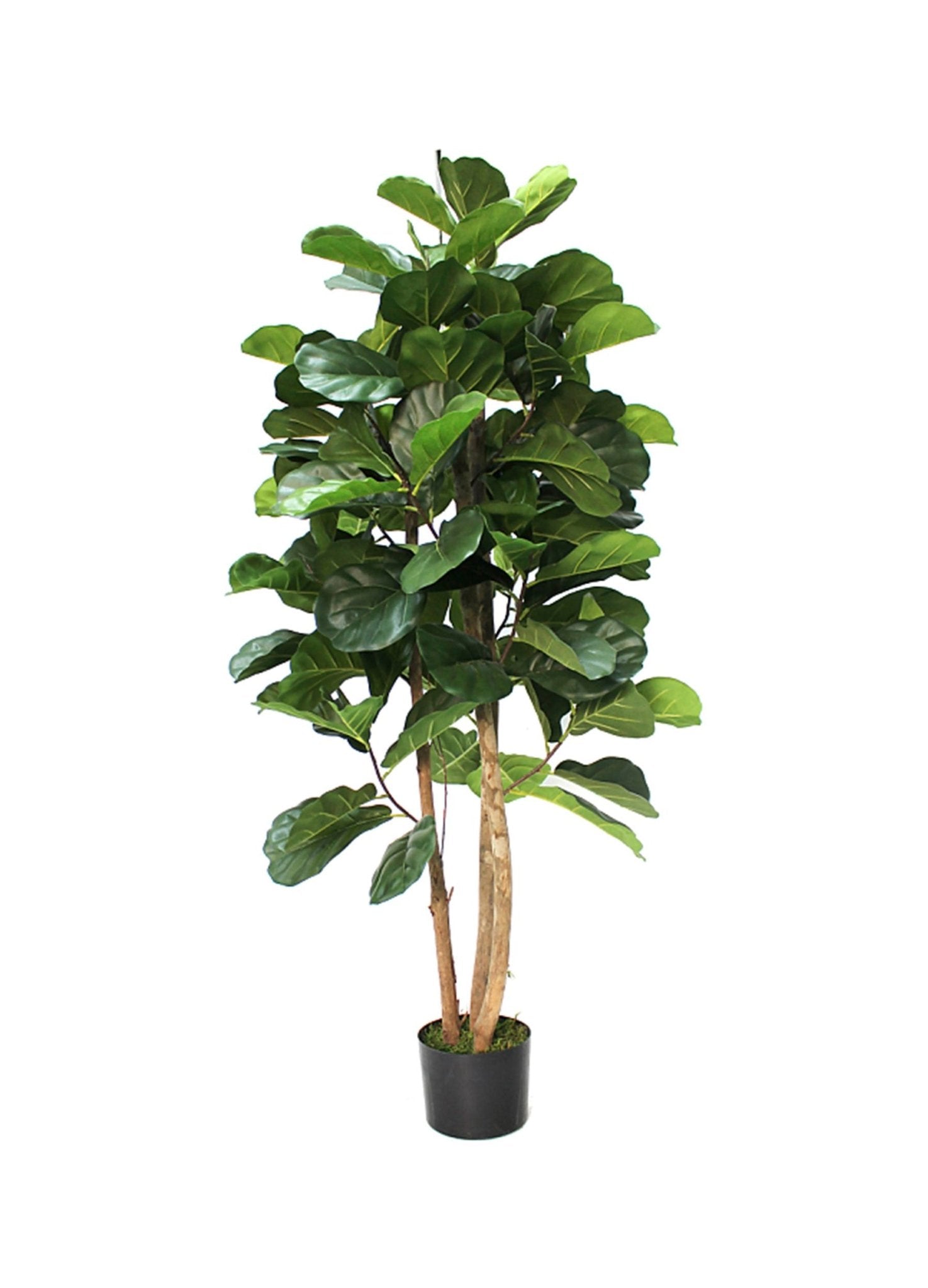 Lyrata ficus tree artificial plant marbella – Ideal Furniture ES